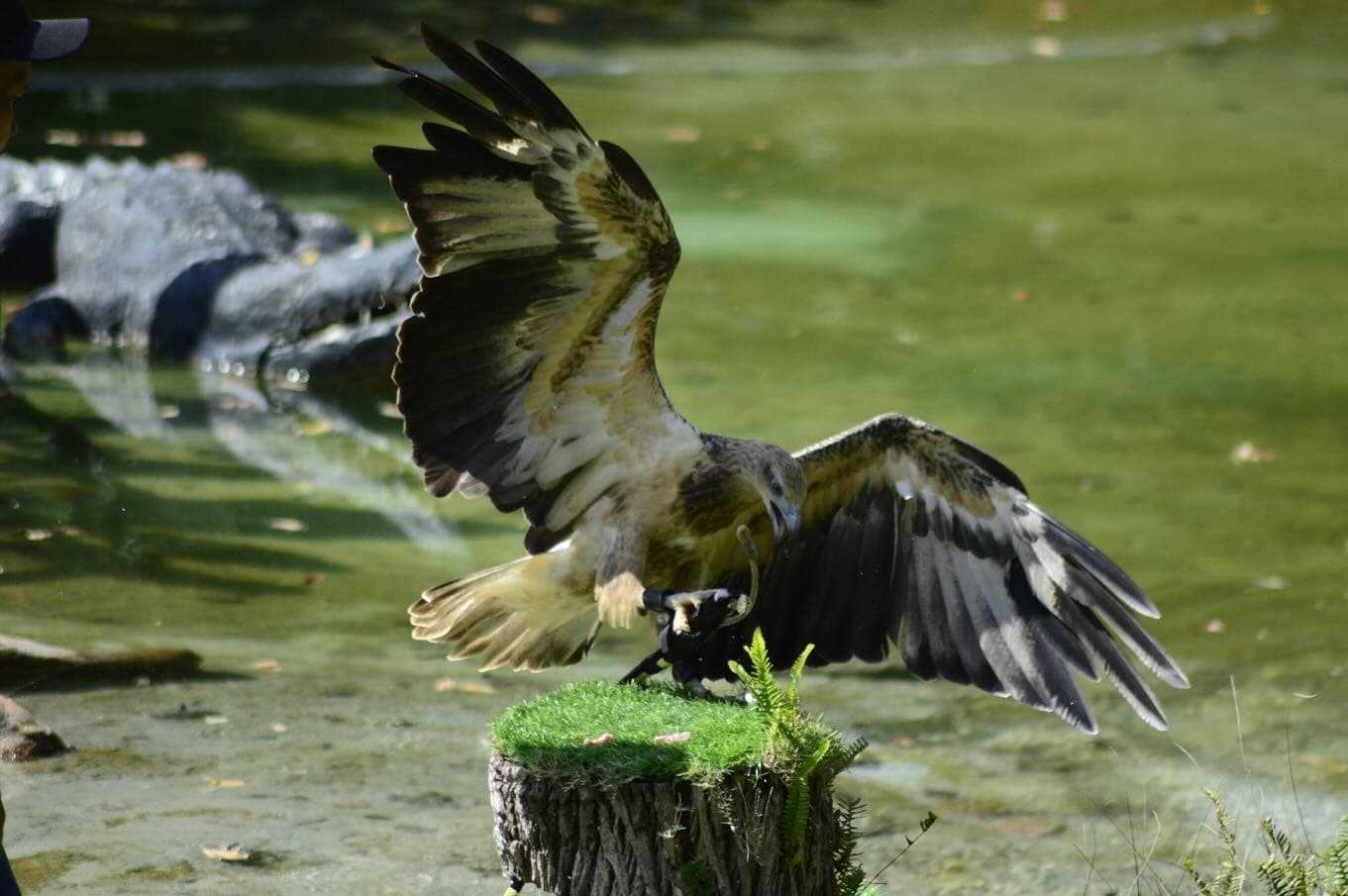 Zoo Melaka Tickets Online | Malacca Zoo Entrance Ticket