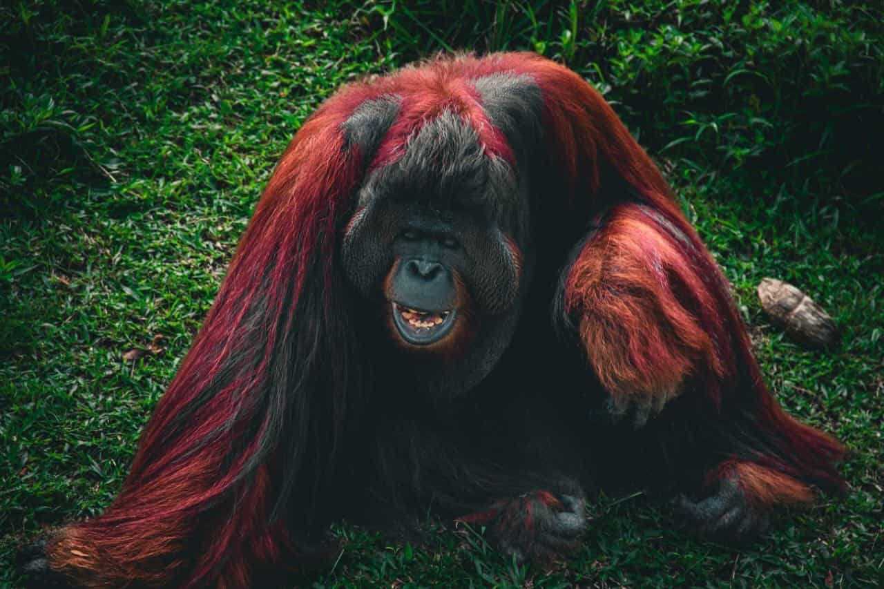 Zoo Melaka Tickets Online | Malacca Zoo Entrance Ticket