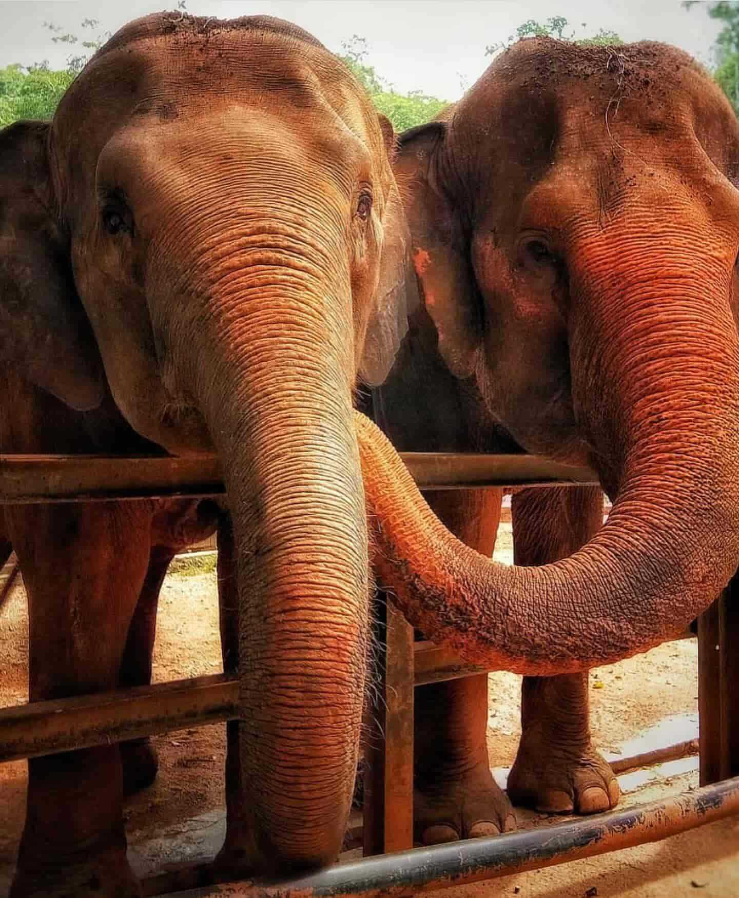 Zoo Melaka Tickets Online | Malacca Zoo Entrance Ticket