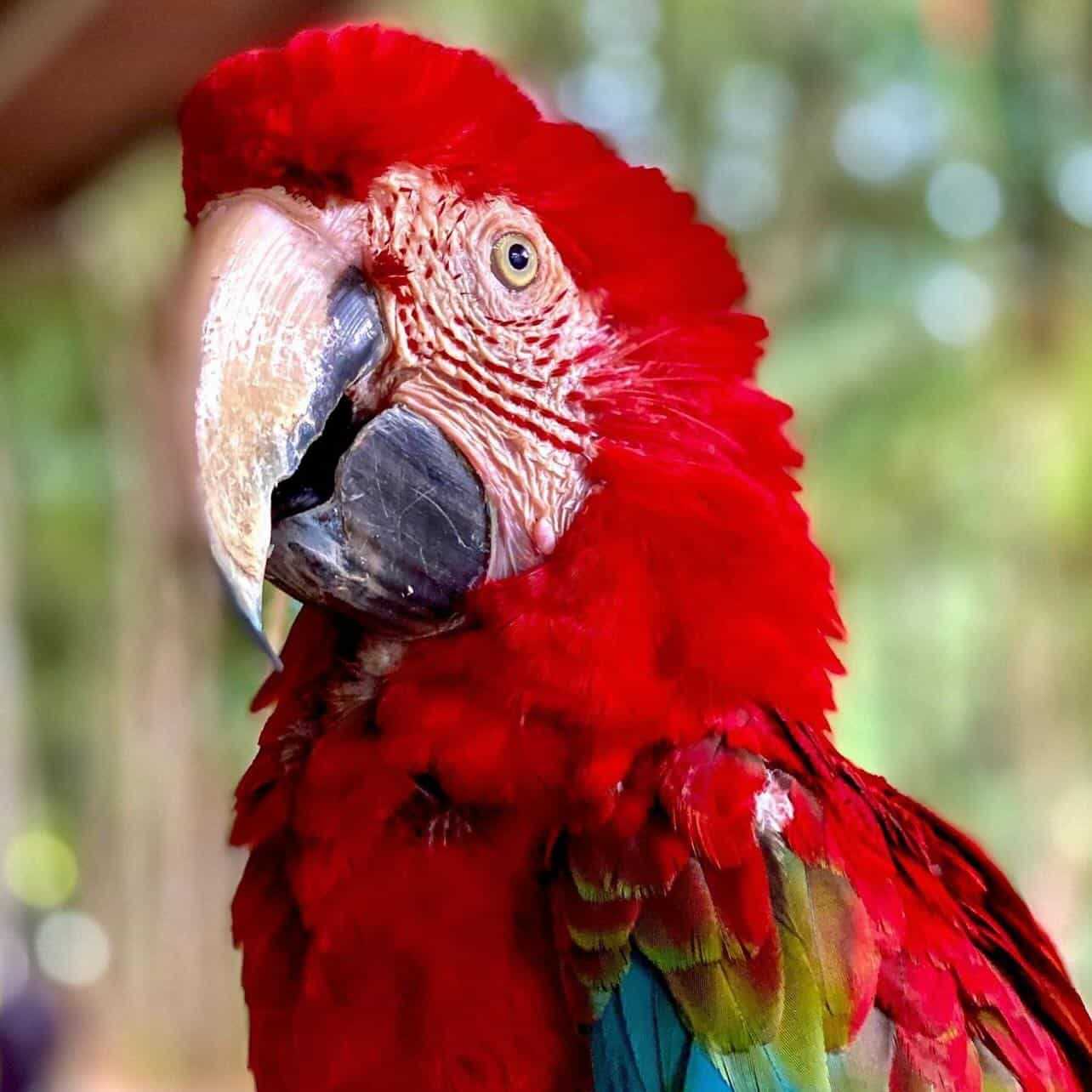 Zoo Melaka Tickets Online | Malacca Zoo Entrance Ticket