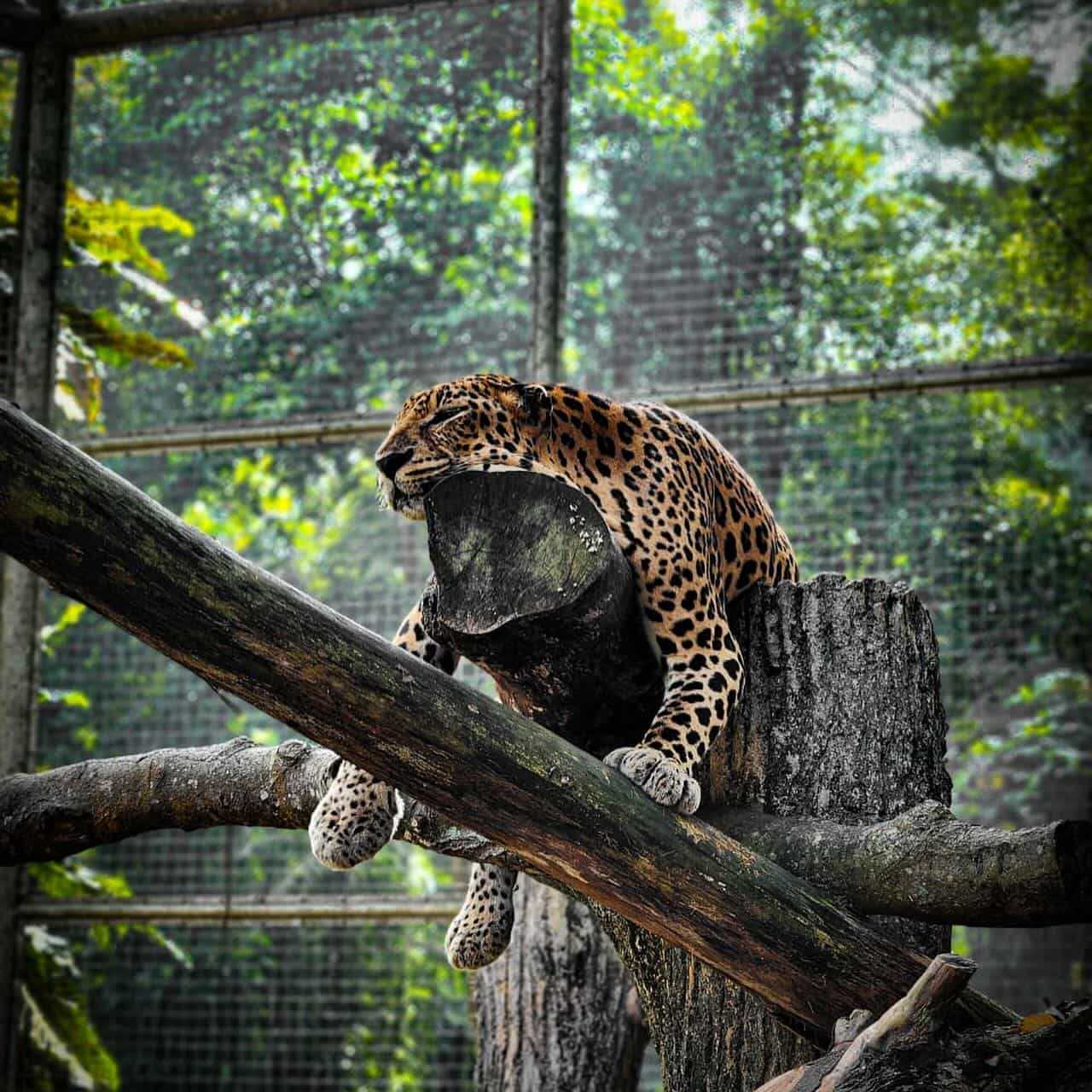 Zoo Melaka Tickets Online | Malacca Zoo Entrance Ticket